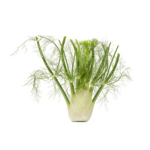 Fennel - FRUIT BROTHERS